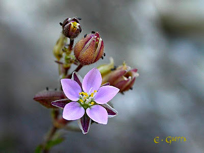 Naturalia Astur: Spergularia rupicola (Espergularia de roca)