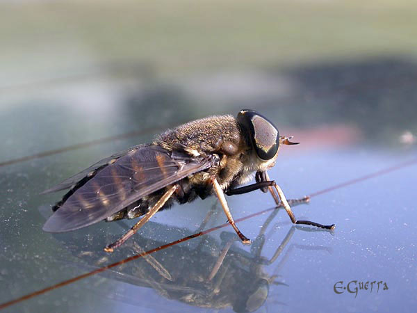 Naturalia Astur: Tábano .Tabanus bovinus