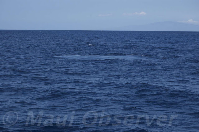 Maui Observer: Whale Footprints