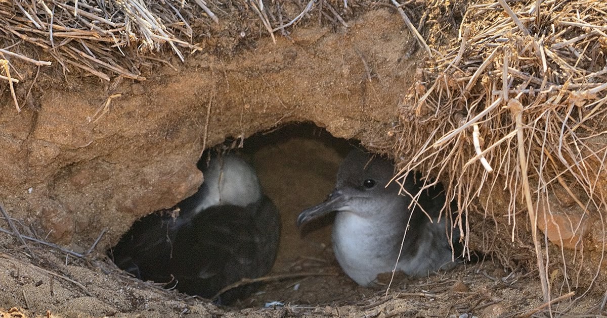 The Adventures of Maui Don - Dolphin Dude: Spooky Ghosts