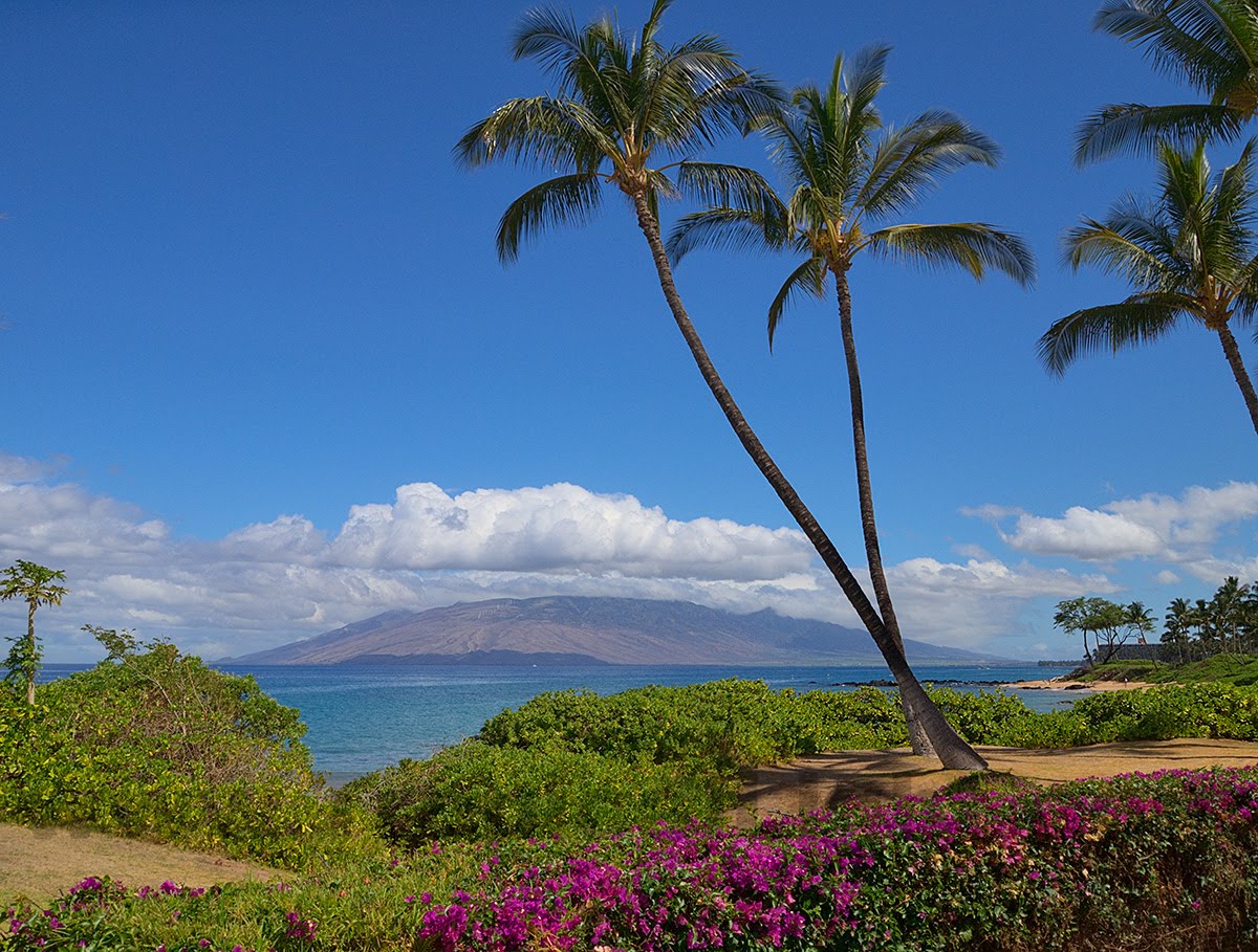 The Adventures of Maui Don - Dolphin Dude: Hi Def Hooray