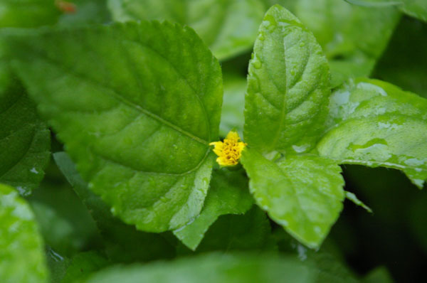 The Grackle: plants: Straggler Daisy