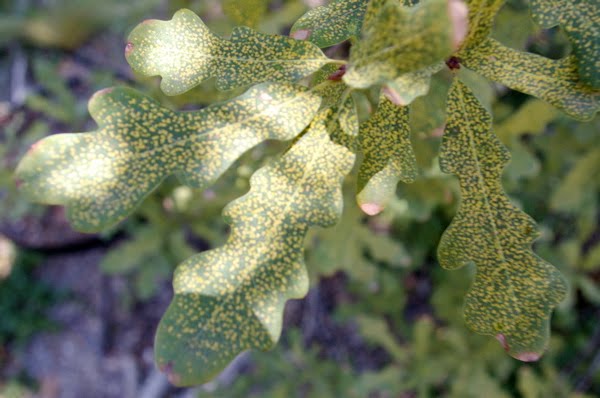 The Grackle: plants: Lacey Oak Disease?