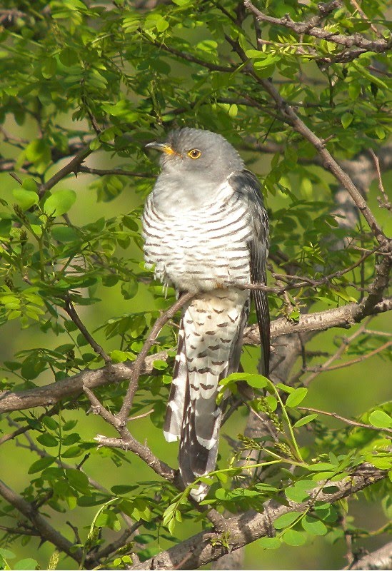 JRandSue: We fancied a Chinese.