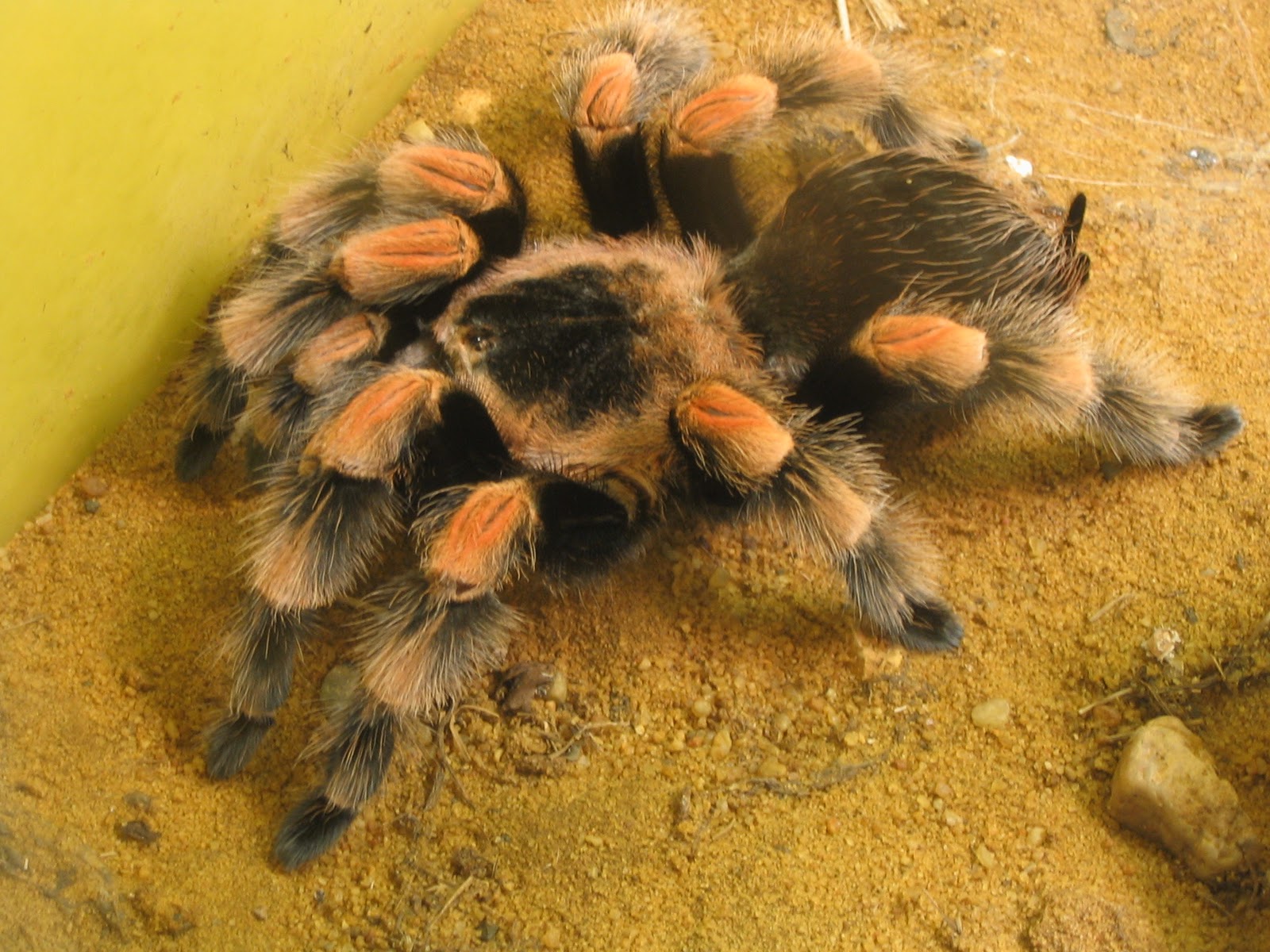 despre Tarantule