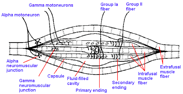 神經纖維分類(Classification of nerve fibers) - 小小整理網站 Smallcollation