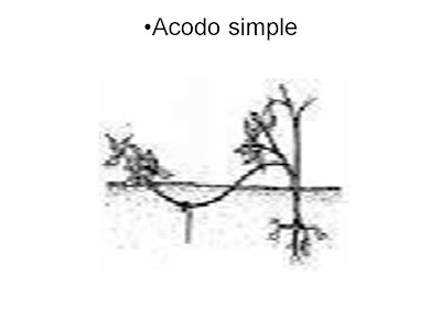 PROPAGACION VEGETAL JEDG: acodos