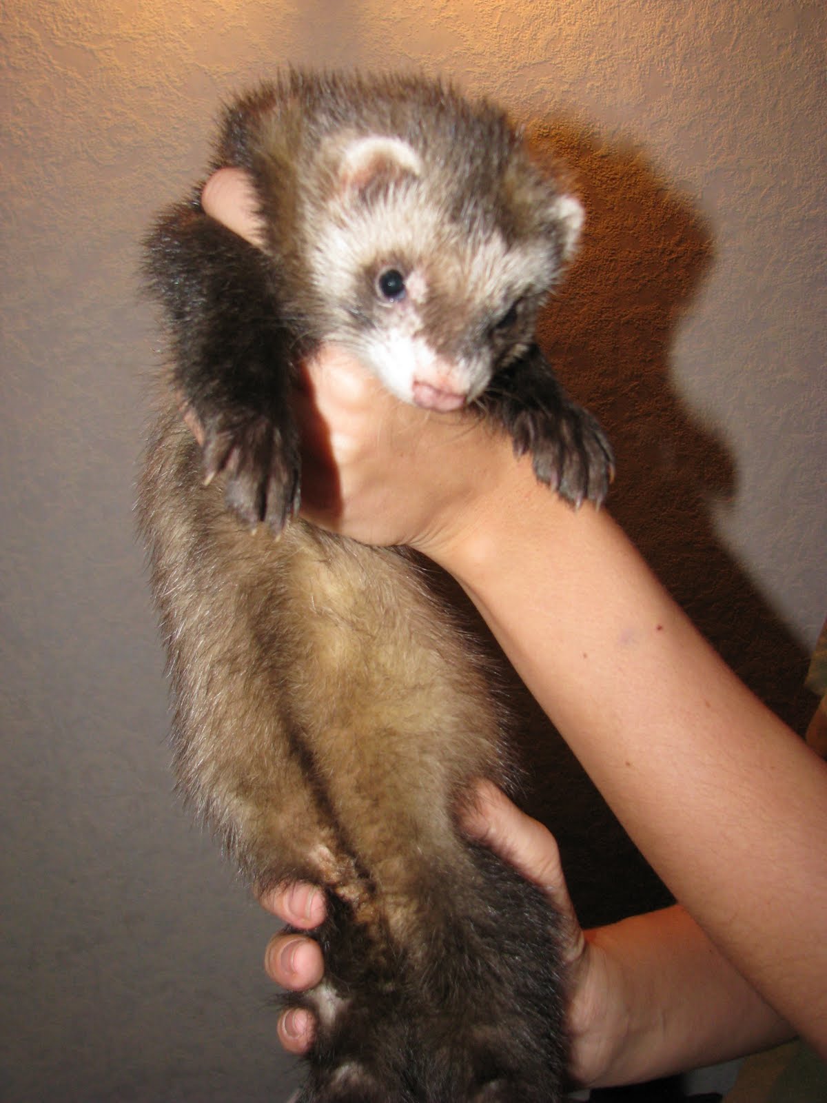 Pui de dihor: Un pui dihor de vanzare - Expirat