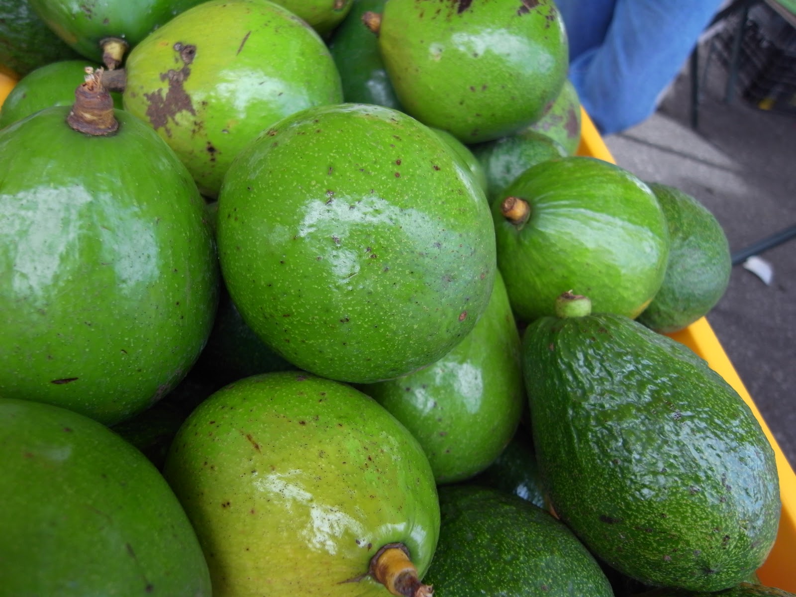 Melentur buluh biarlah dari rebungnya: Menjelajah ke Cameron Highlands