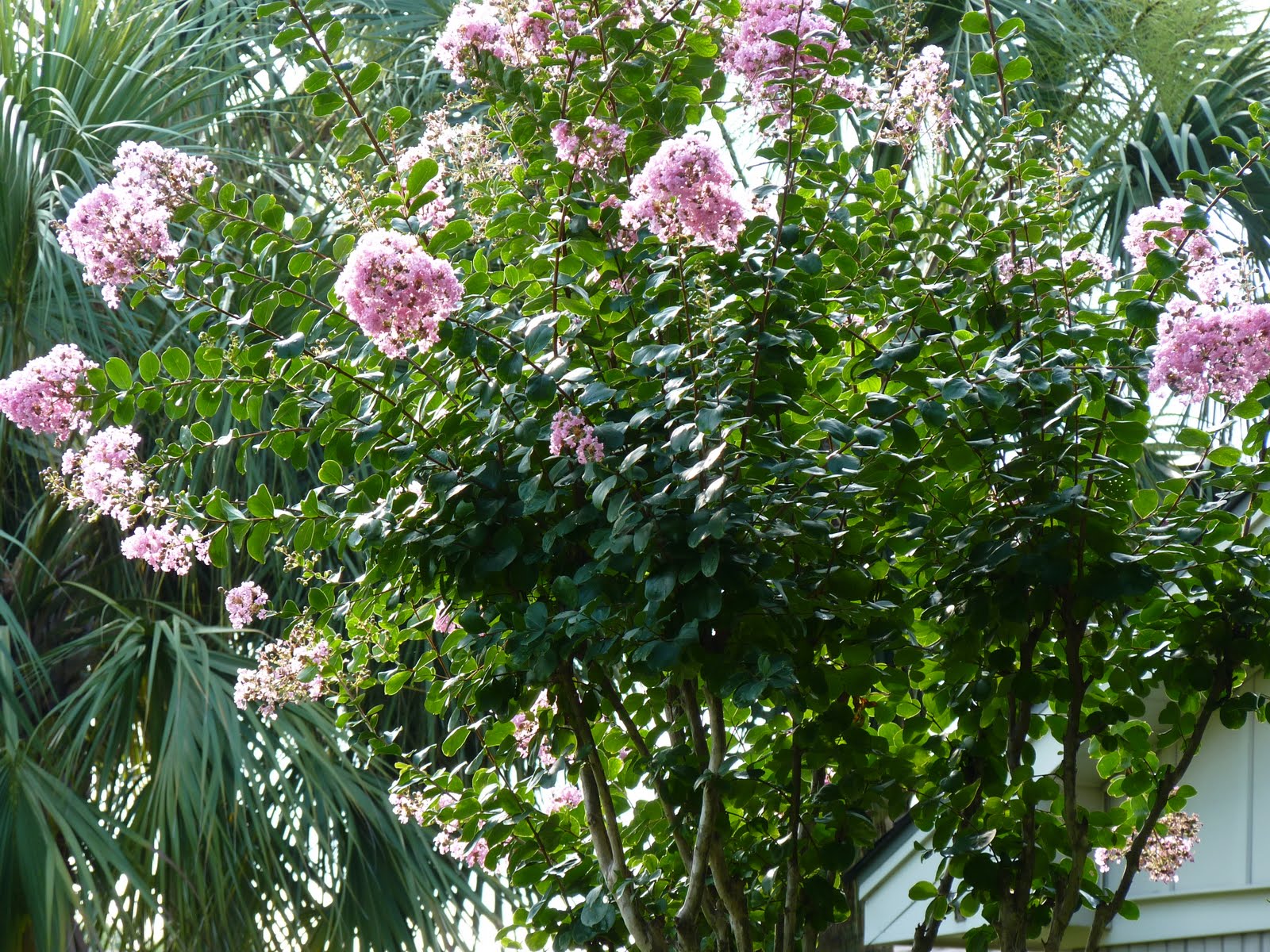 Houston Gardens: Crepe Myrtles Hanging Low with Heavy Blossoms