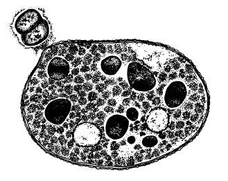 Bacteria Depredadora