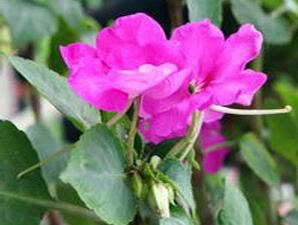 Green Our Earth: Bunga Balsam atau Pacar Air dengan nama latin ...