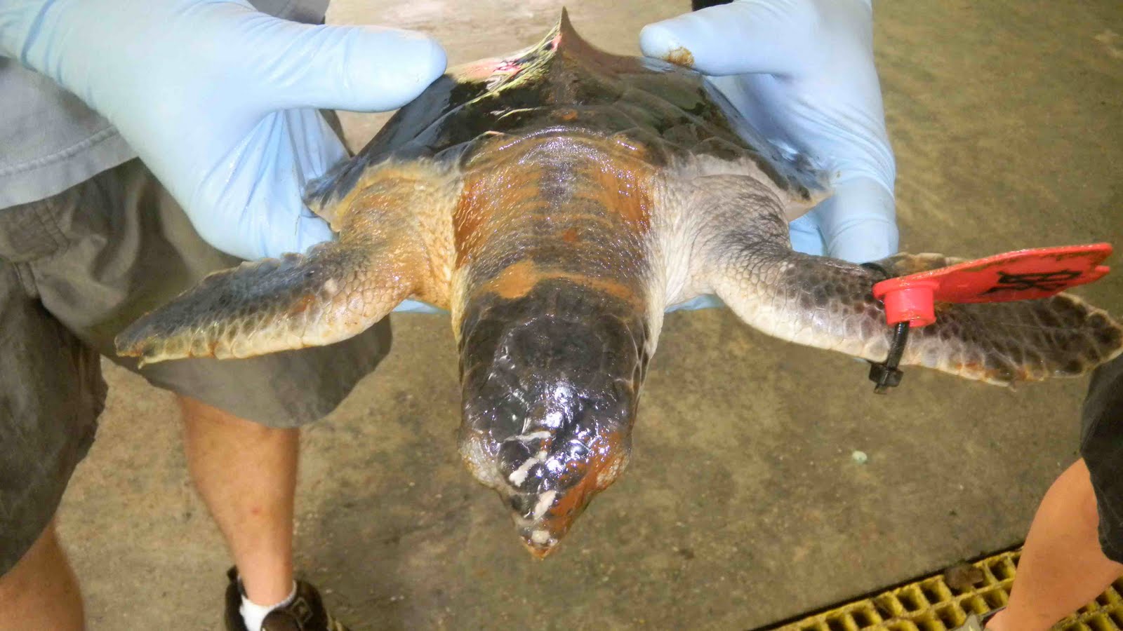 Marine Animal Rescue Team Blog