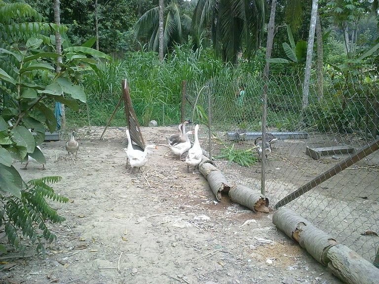 Dinara Agro Farm Angsa