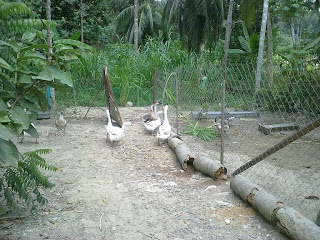 DINARA AGRO FARM: Angsa