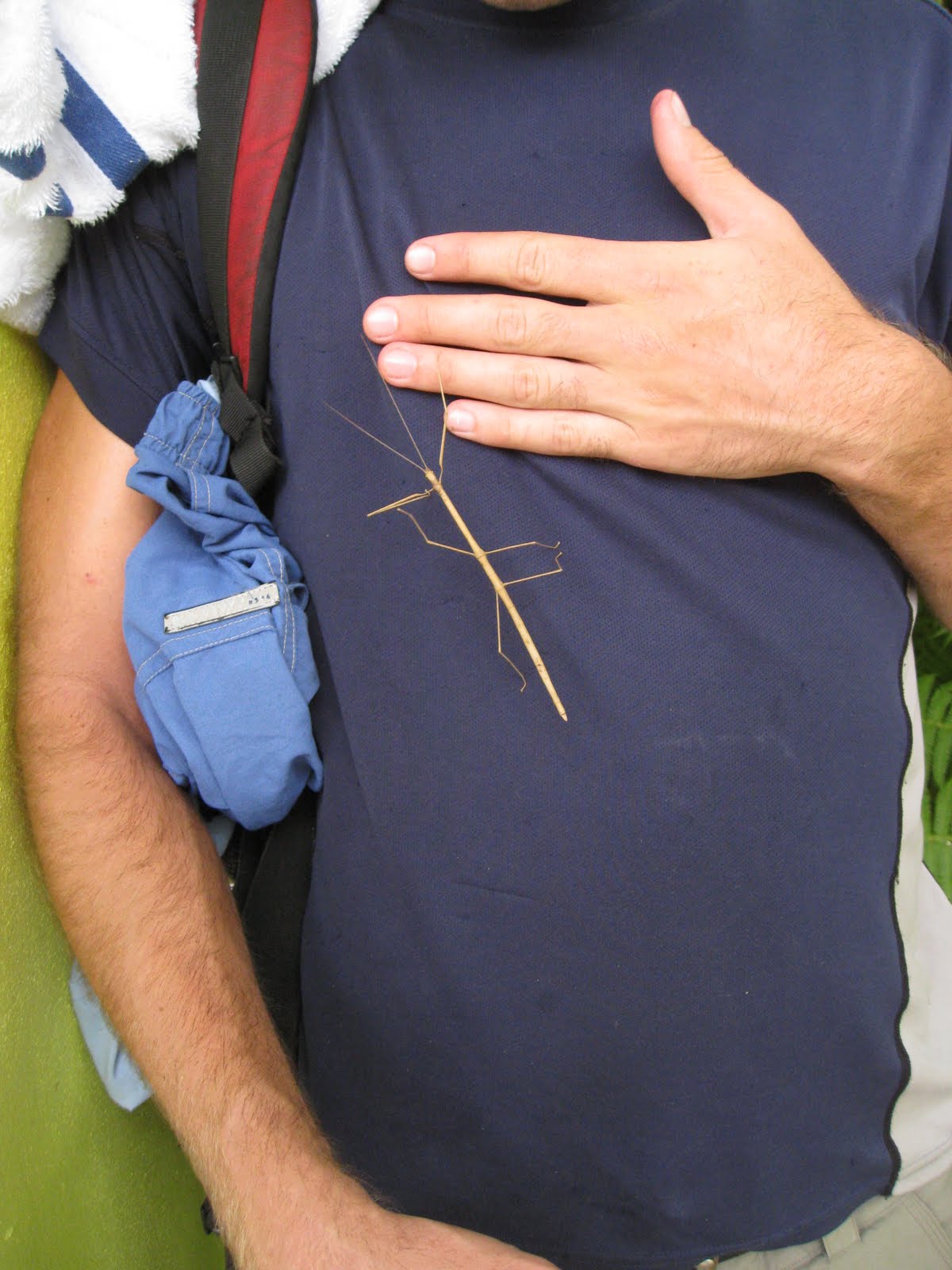 Veggie Revolution: Exploring the tropical rainforest in Puerto Rico: El ...