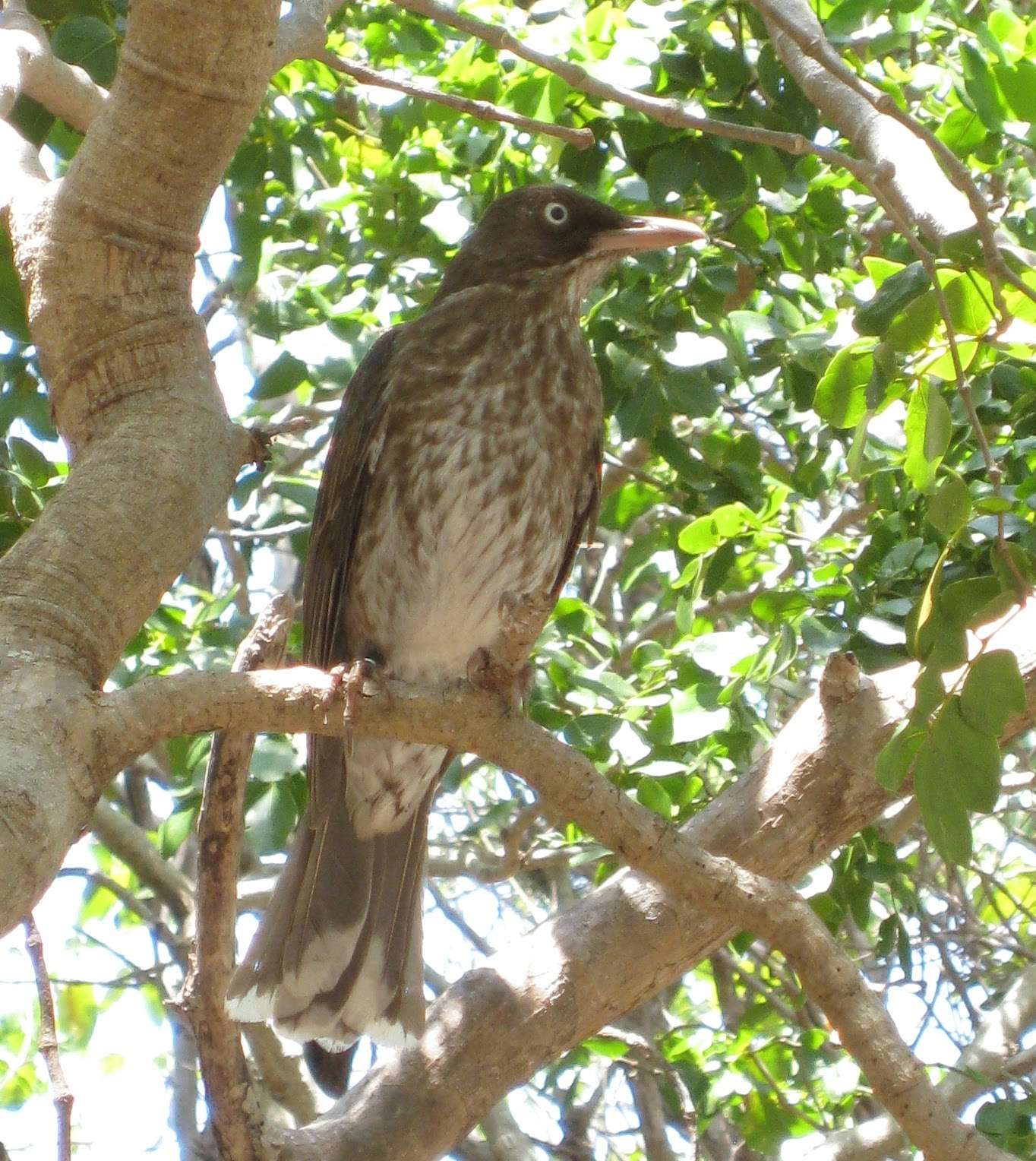 Veggie Revolution: Still in Puerto Rico: the natural treasures of ...
