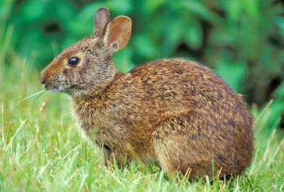 Wildlife Watching: Adorable Marsh Rabbits