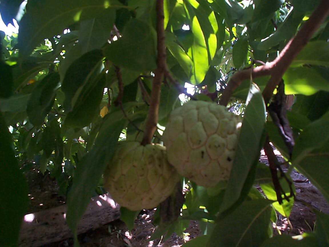 Mindoro 21st Century Association: Ang Prutas na Atis