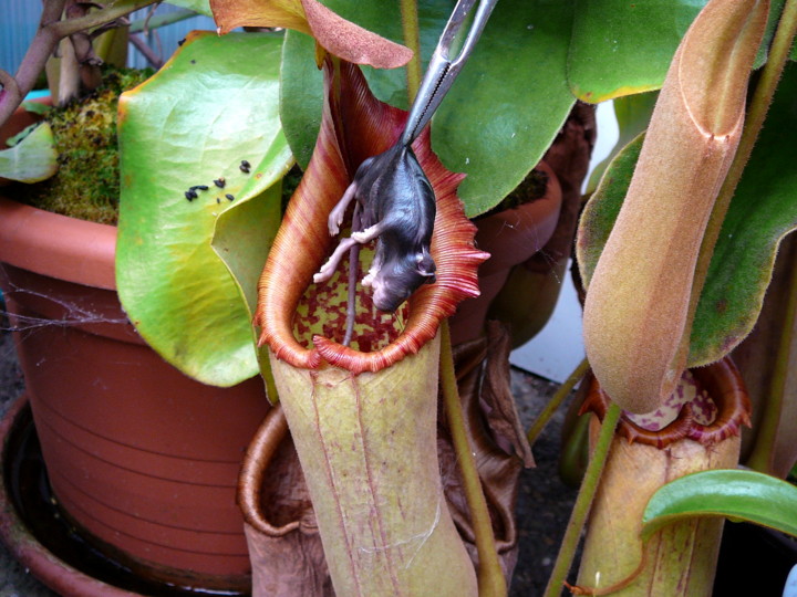 Weird Bio Plants That Eat Mice