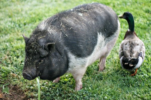 Horse/Animal Rescue Team (HART): Two Pigs and A Duck