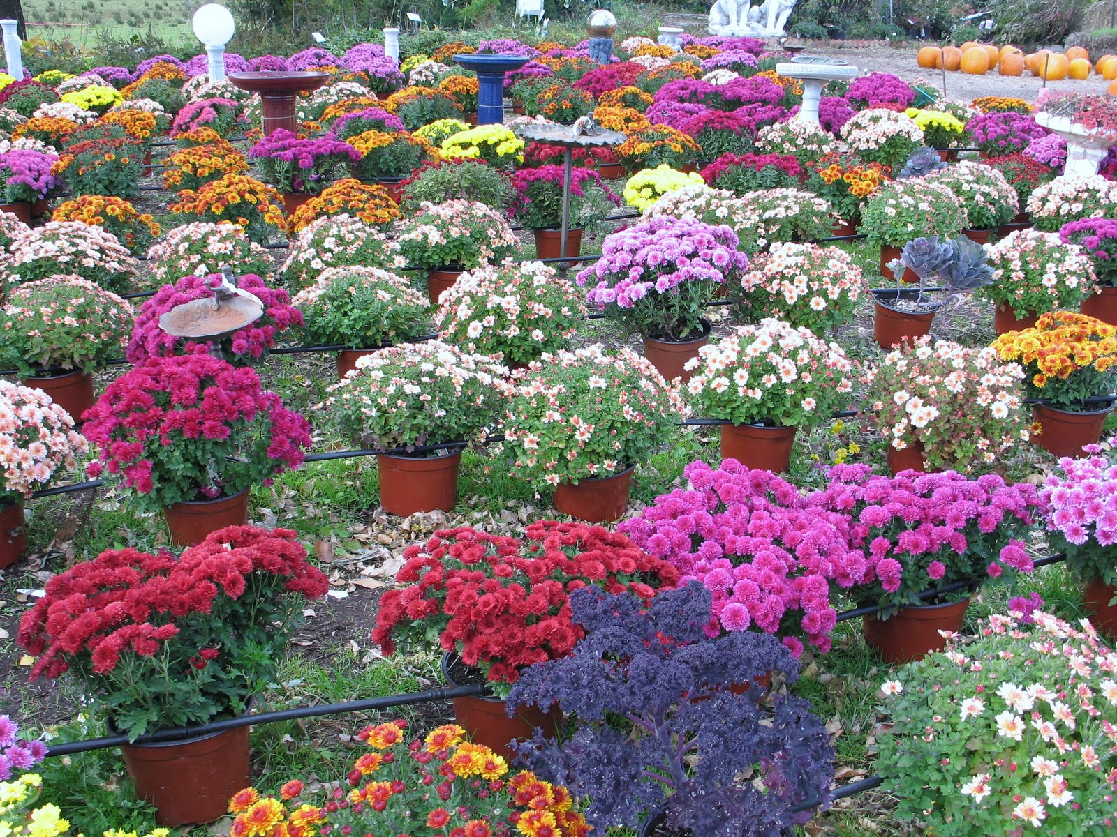 Homeschool Gardener: Homeschool Field Trip