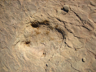 The Importance of Dessert: Moab, UT--Dinosaur Tracks