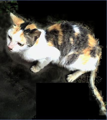 SOBRIETY FOR THE PHILIPPINES: 1/1/09 - 2/1/09