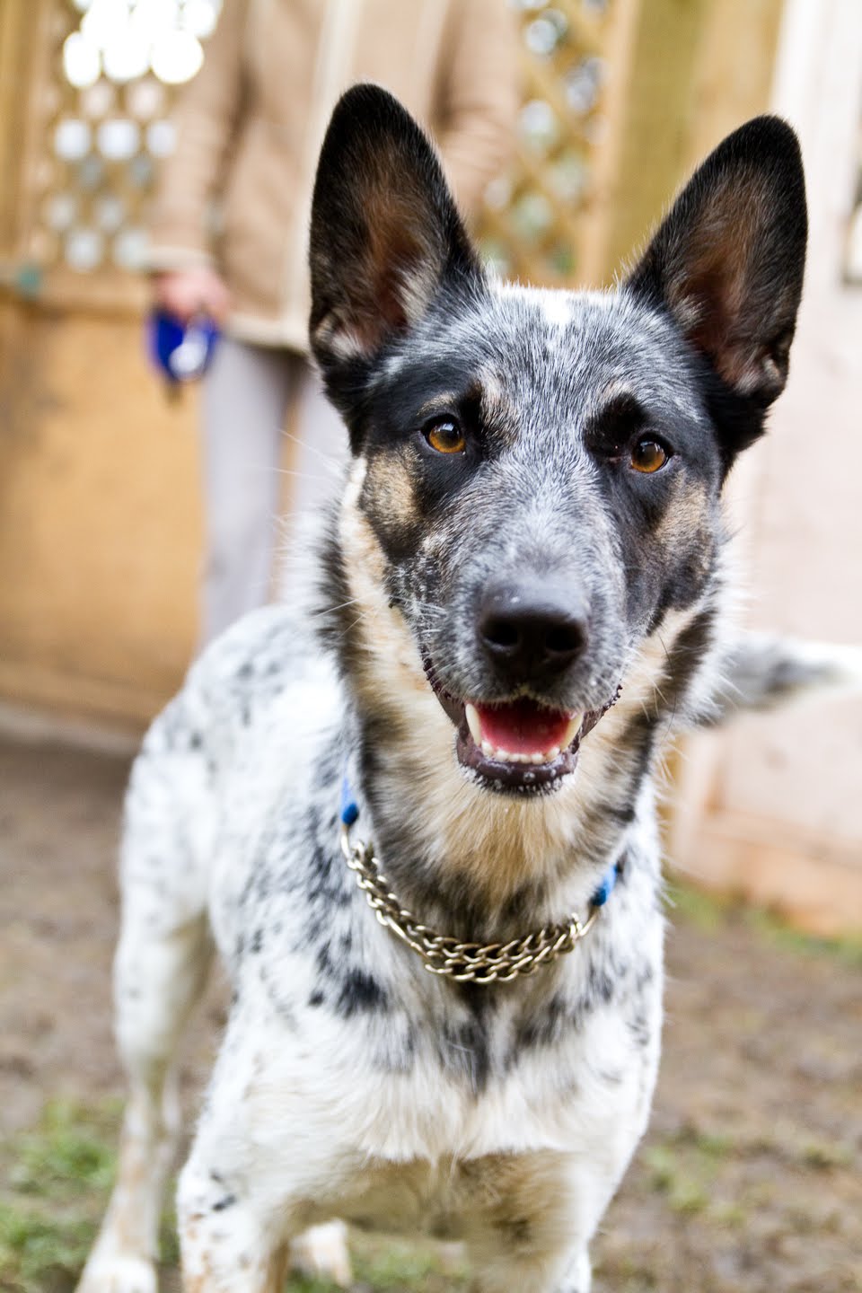 Windy City Canine Rescue: Farrah {Cattle Dog Cross} - ADOPTED