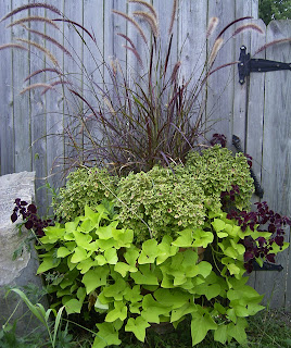 Coleus Connection: Coleus Combinations continued...