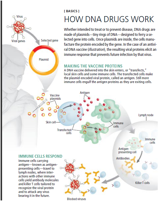 Young Geneticist: The renaissance of DNA Drugs