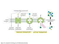AP Biology Review: Passive and Active Transport