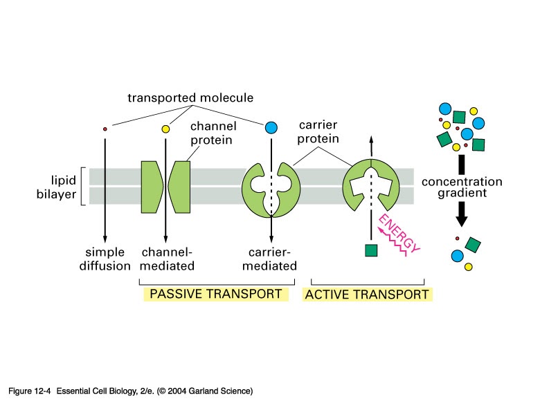 AP Biology Review: Passive and Active Transport