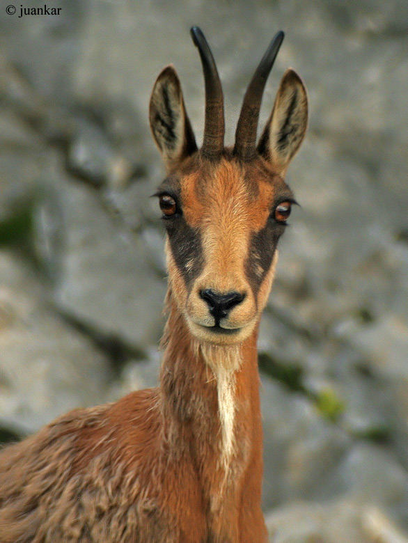 Entre alpinas y marinas.: Rebecos en Picos