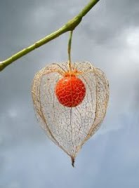 Frutas & Frutas: Physalis, Camapú e Saco de Bode Você Conhece?