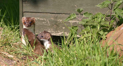 Jennifer Tetlow - Stone Sculpture Journal: Stoat Family