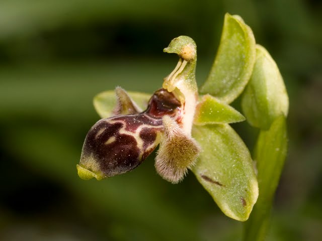 The Orchids of Cyprus: Ophrys astarte
