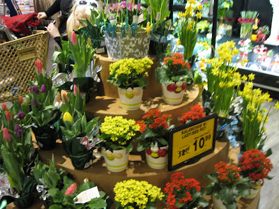 NINA'S NATURE: WELCOME TO SAFEWAY FLORAL DEPARTMENT