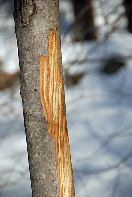 The View from Steve's camera: January 2010