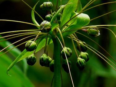 Plantas da Amazônia: Flor morcego, Flor negra ou Bat Flower (Tacca ...