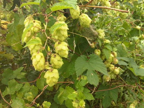 Mark Dredge - Beer: Where the wild hops grow