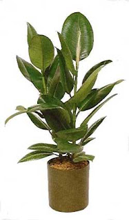 CVEĆE-PEČURKE: Fikus