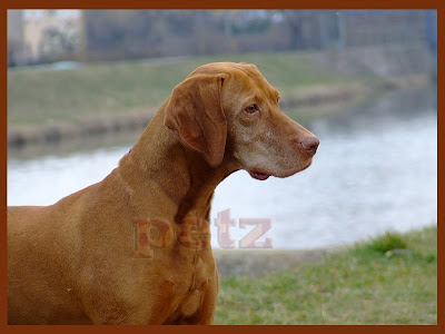 VISLA.: HUNGARIAN VISLA - HUNGARIAN POINTER - MAGYAR VIZSLA.