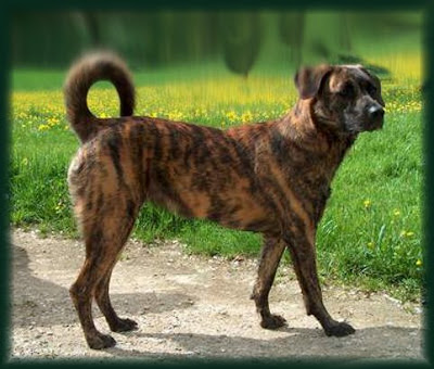 ΠΟΙΜΕΝΙΚΟΣ ΣΑΟ ΜΙΓΚΕΛ: ΠΟΙΜΕΝΙΚΟΣ ΣΑΟ ΜΙΓΚΕΛ / AZORES CATTLE DOG - FILA ...