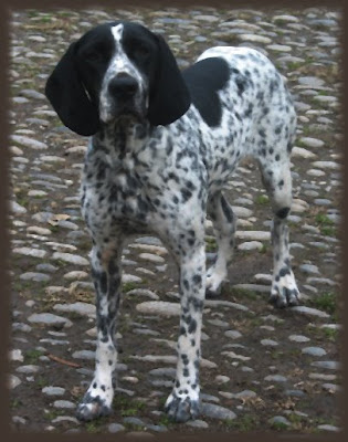 ΜΠΡΑΚ ΩΒΕΡΝΗΣ: ΜΠΡΑΚ ΩΒΕΡΝΗΣ / AUVERGNE POINTER - BLEU D'AUVERGNE ...
