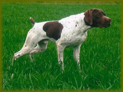 ΜΠΡΑΚ ΓΑΛΛΙΚΟ: ΜΠΡΑΚ ΓΑΛΛΙΚΟ / FRENCH PYRENEAN POINTER - SMALL-SIZED ...
