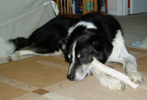 Clive Kitten's Surgery: About Clive