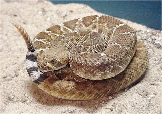 SERPIENTE CASCABEL