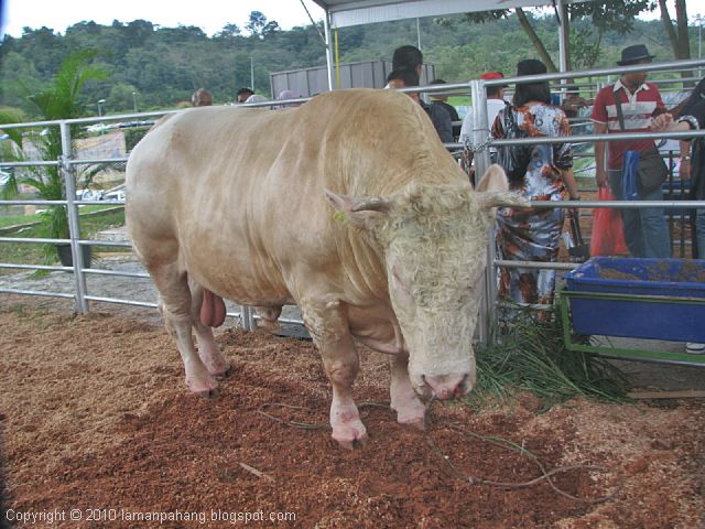 lamanpahang: 27/44 MAHA 2010 - Lembu putih