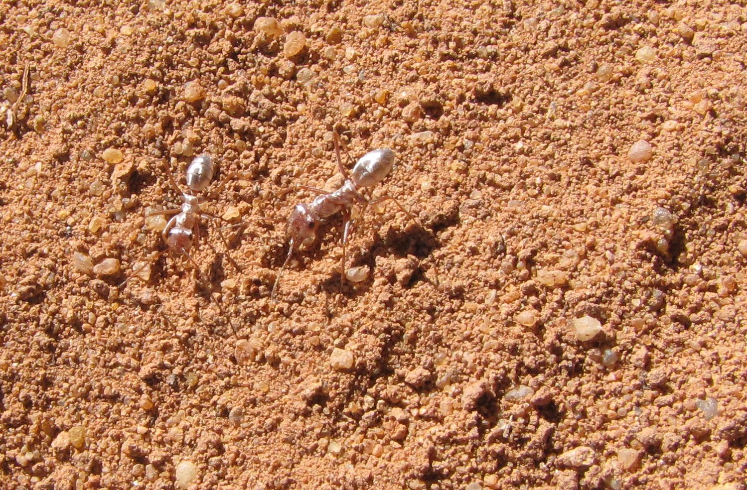 The International Science Teacher: Another view of Saharan silver ant ...
